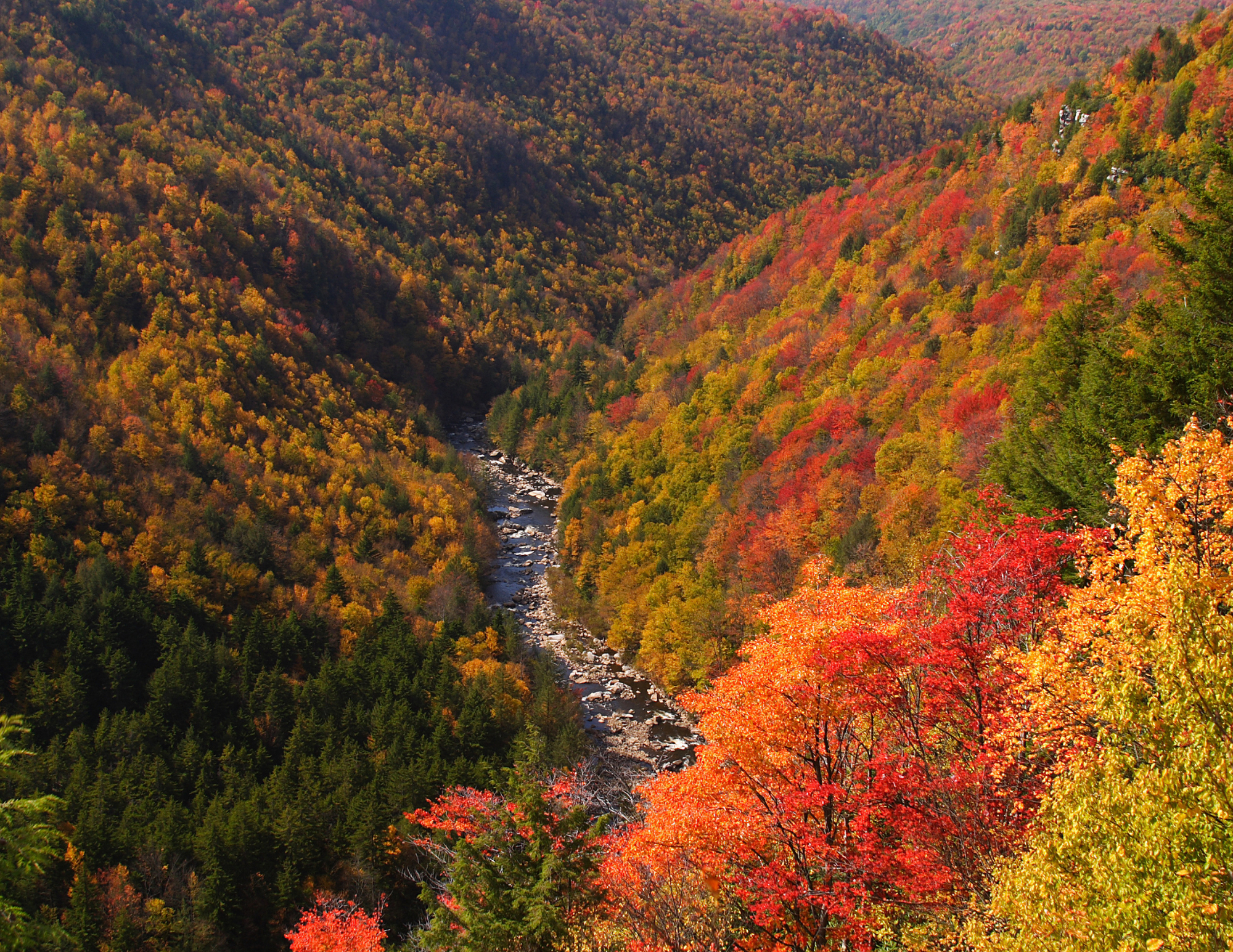 Top 5 Carolinas Fall Tree Spots | Niwaki Tree Care