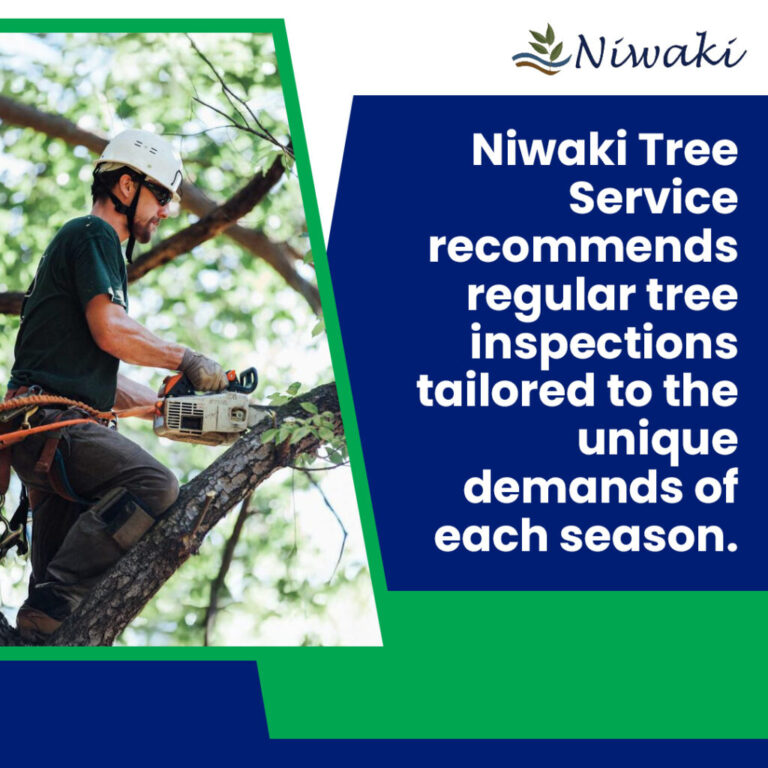 Why Spring Tree Inspections Help Keep Trees Healthy