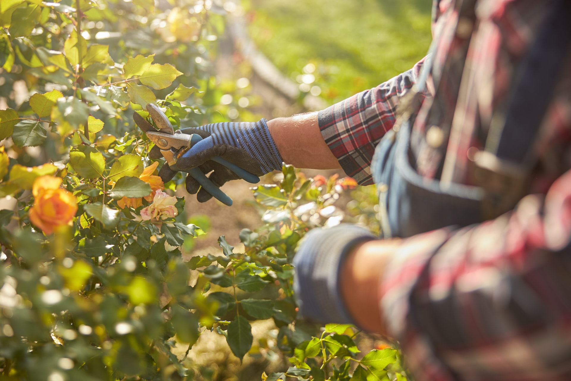 Tree Care Basics: 5 Tips to Keep Your Trees Healthy