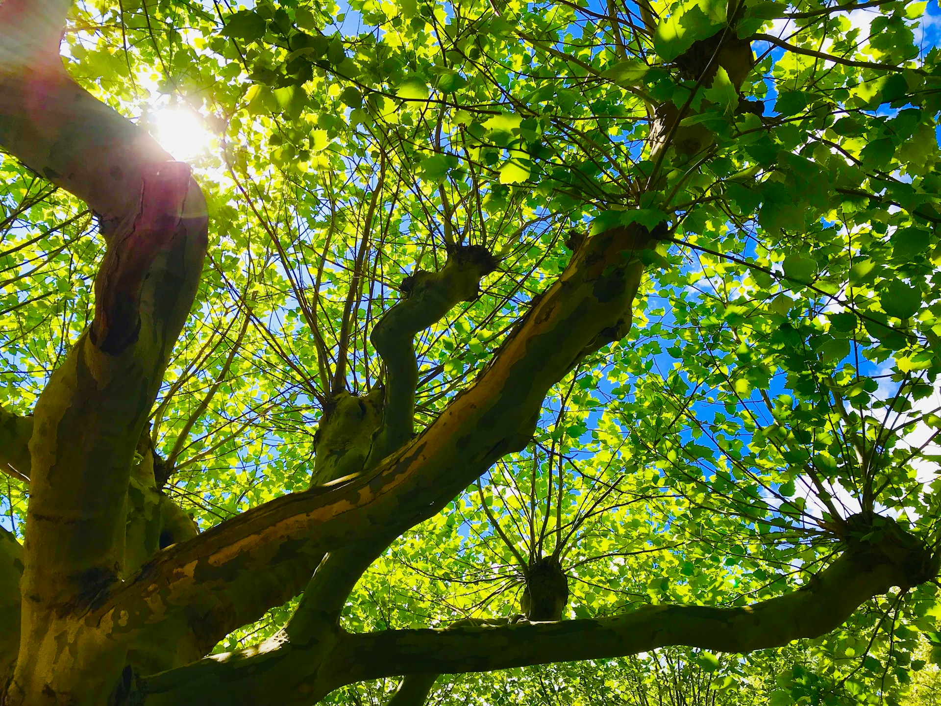 Niwaki Tree Service: Eco-Friendly Tree Care Services for a Sustainable ...