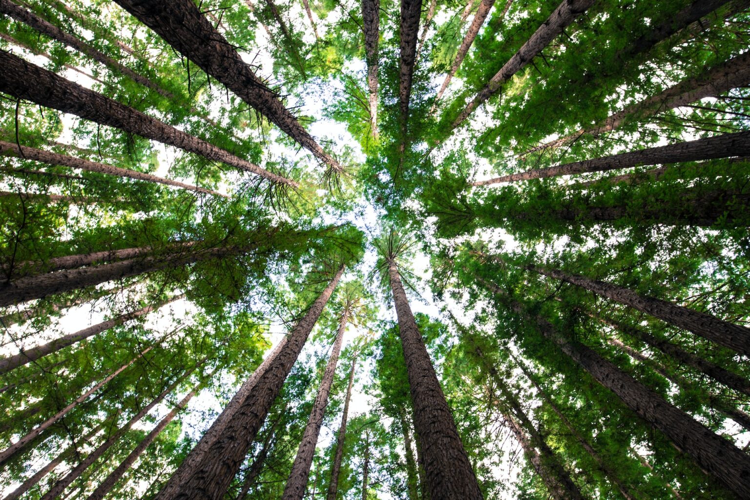 Forestry Mulching Services Rock Hill SC | Niwaki Experts