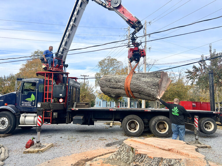 Land and Lot Clearing Rock Hill SC | Niwaki Tree Services